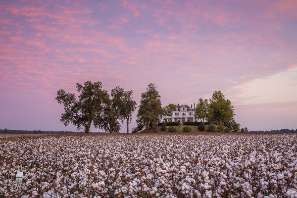 Mont Helena "Snow" at Sunrise – Picture Mississippi