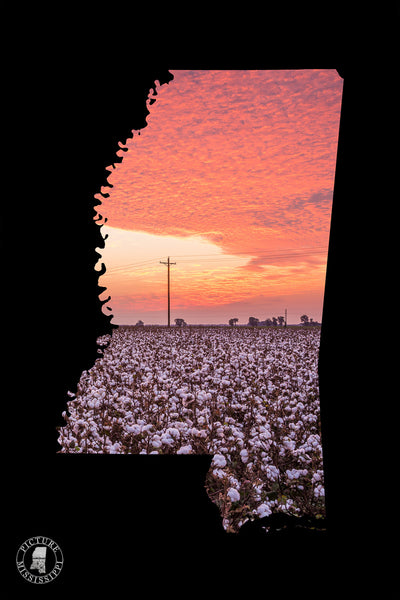 PM - Popcorn Sky Cotton Sunrise – Picture Mississippi